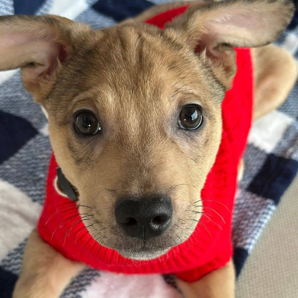 Dancer B1130 is available for adoption at Dallas Dog Rescue Rehab Reform