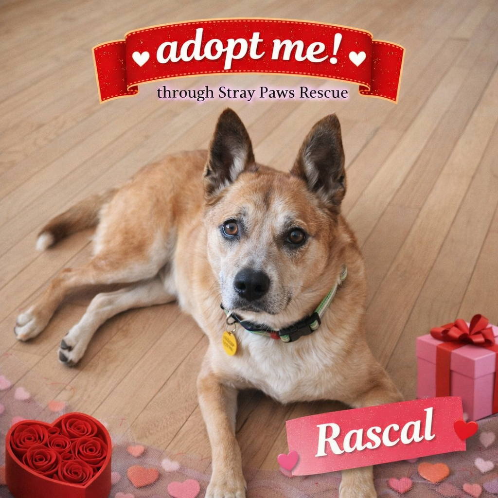 Adoptable Dogs - Stray Paws Rescue