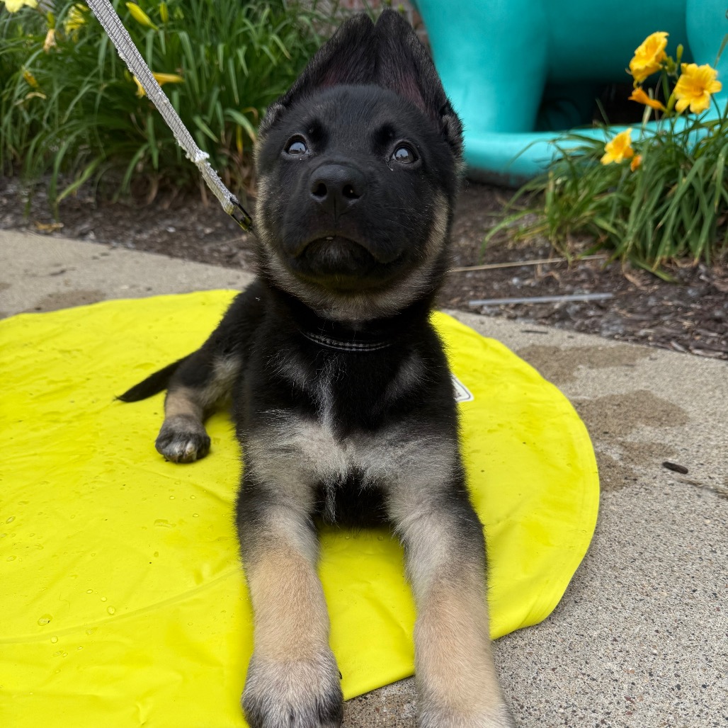 Adoptable Dogs - Rescue Network