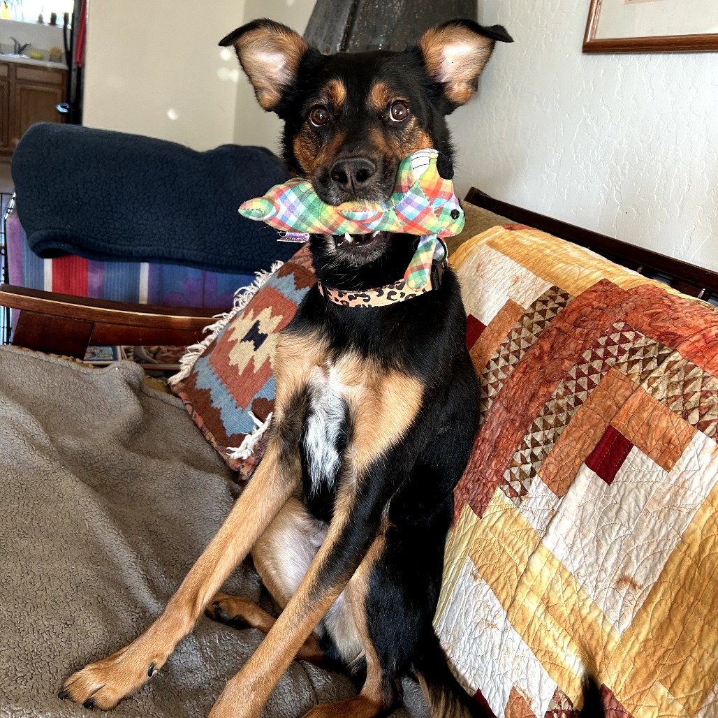 Amos is available for adoption at High Country Humane