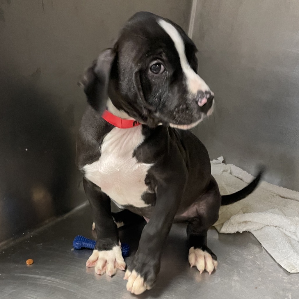 Messi - Nashville Humane Association