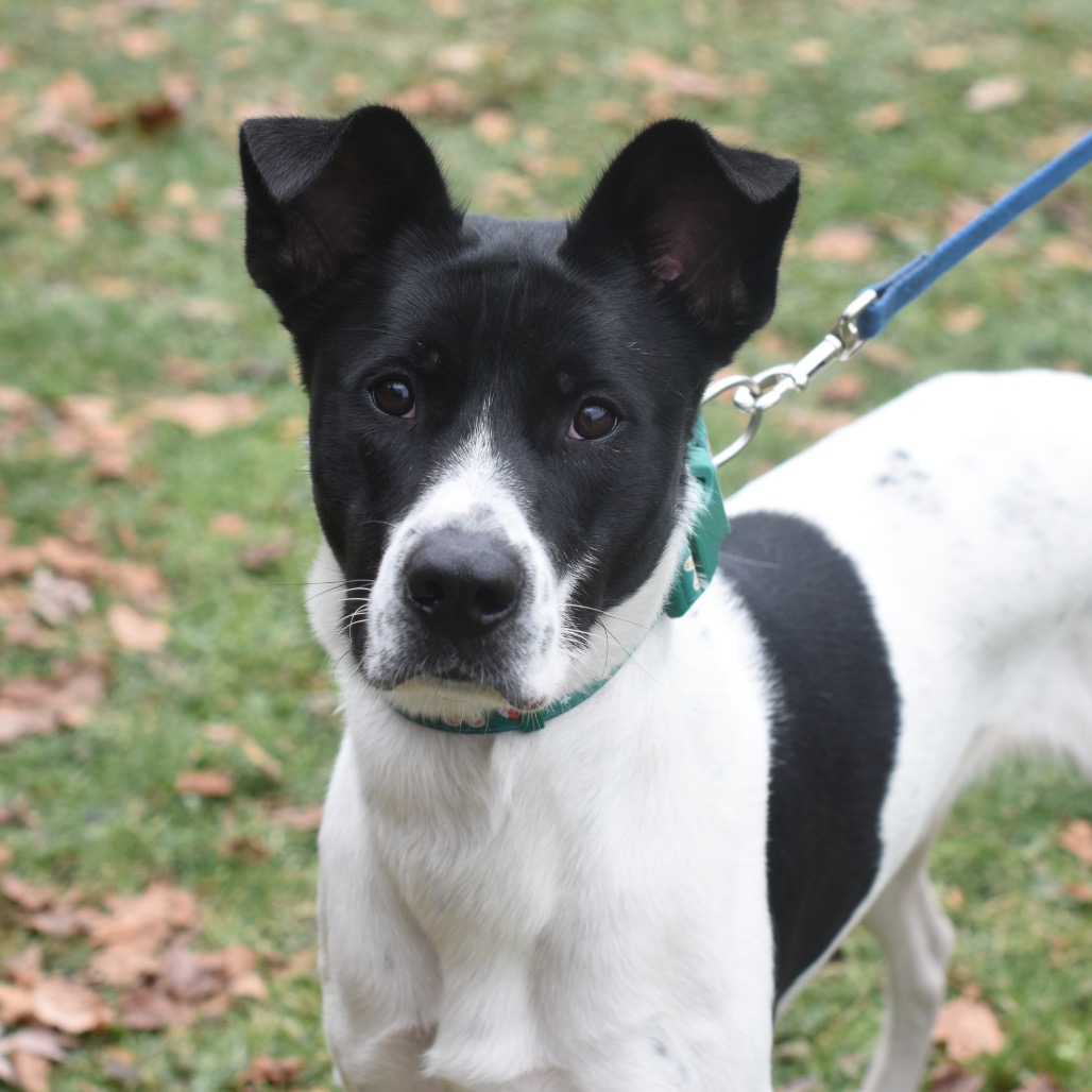 Adopt Dogs - Orphans of the Storm