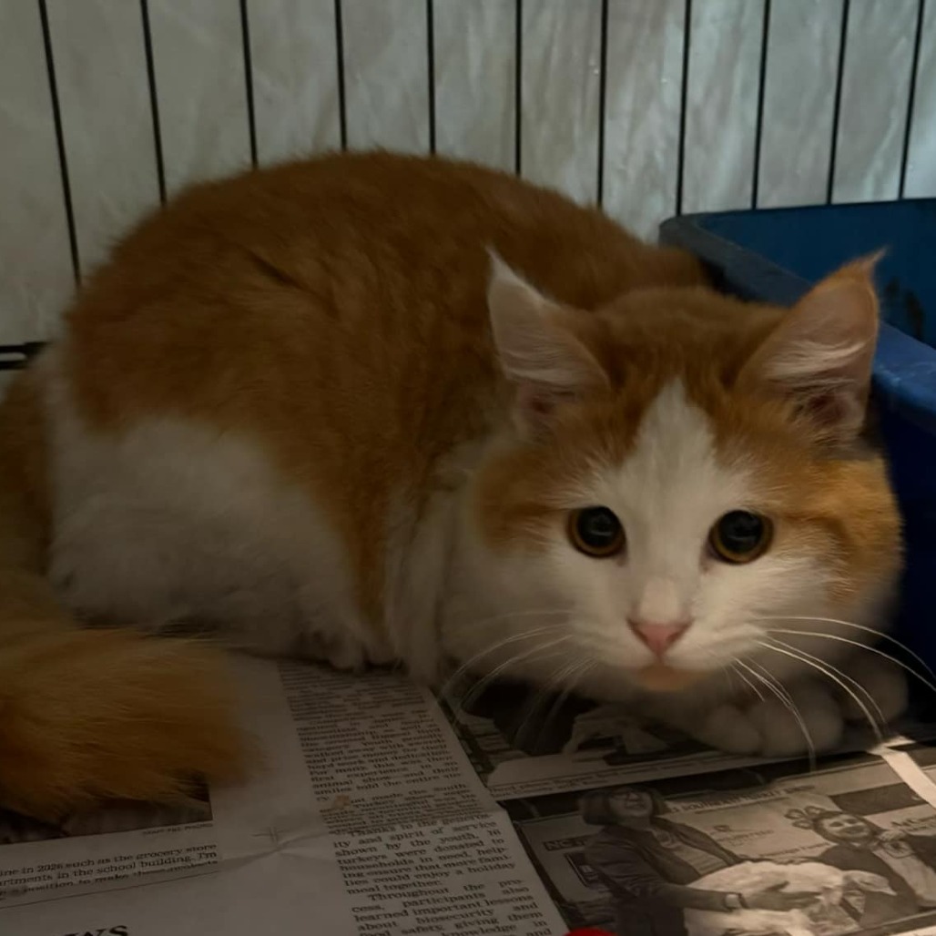 Topaz is available for adoption at City Dogs & City Kitties Rescue